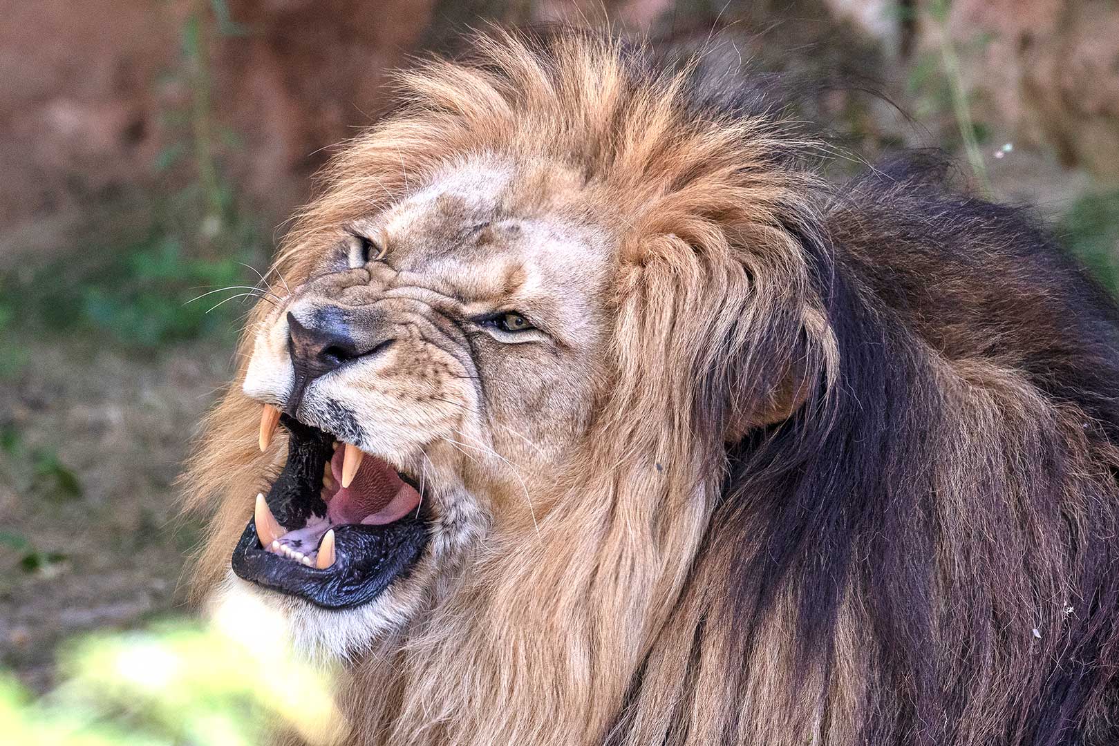 Der Berberlöwe – Fotografien von Dieter Eikenberg